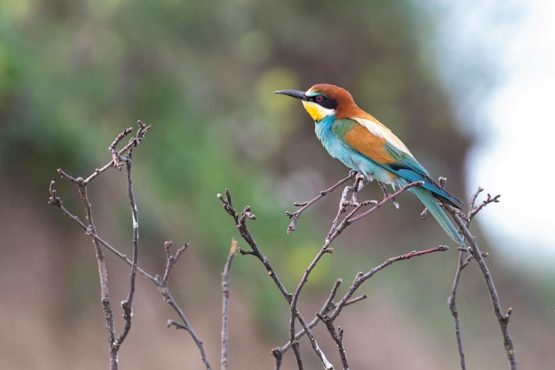 National Animal of Greece: A Complete Guide (Dolphin & Birds)